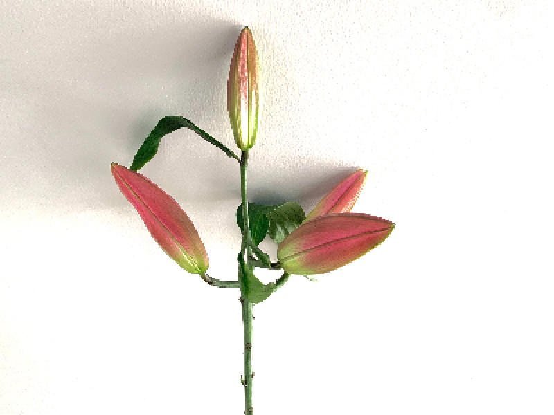 Pink Lily Flowers - Bahrain